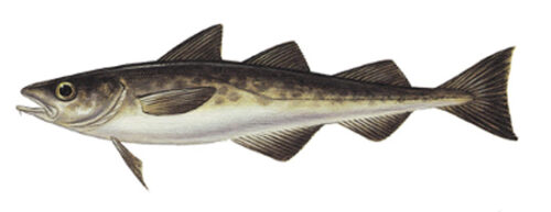 Nasello e Merluzzo, le principali differenze | FRoSTA