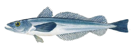 Nasello e Merluzzo, le principali differenze | FRoSTA